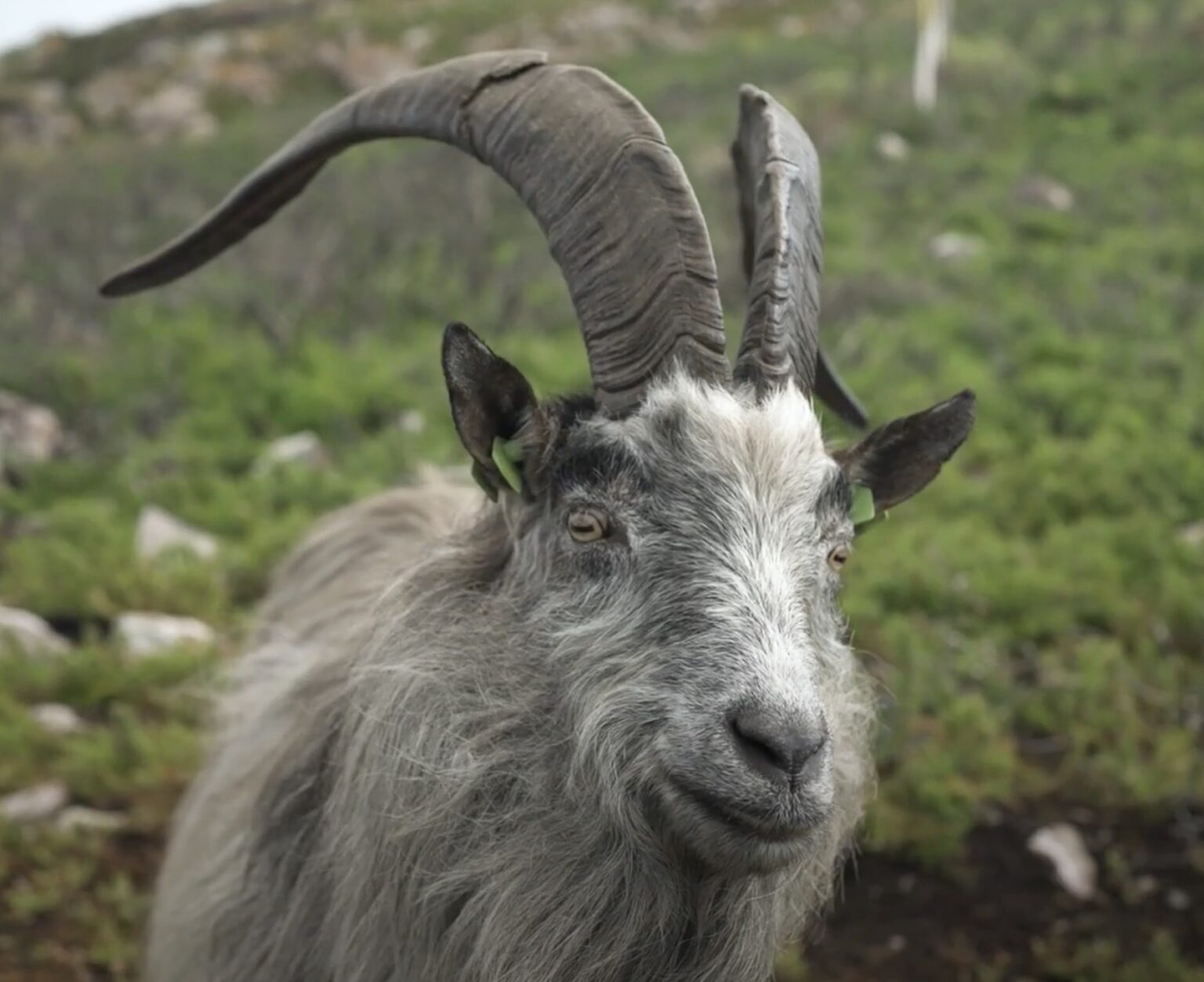 Rambling with Irish Rare Breeds – Agri Aware